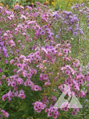 Anow | Applewood Seed Company