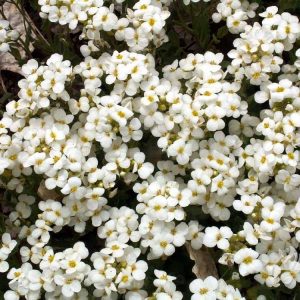 Single White English Daisy (Bellis perennis) | Applewood Seed Company