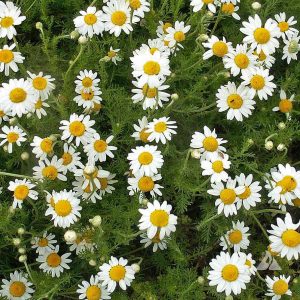 Johnny Jump Up Helen Mount (Viola cornuta) | Applewood Seed Company