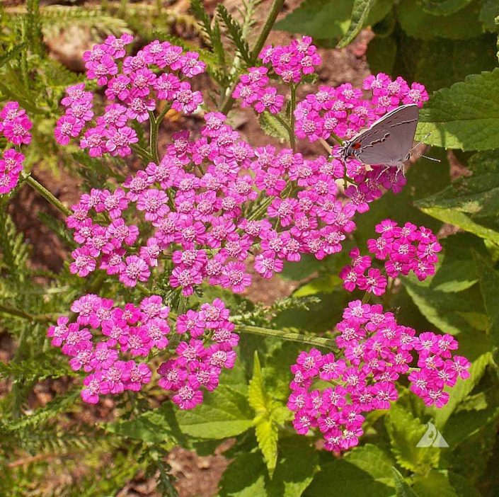Red Yarrow (Achillea millefolium rubra) | Applewood Seed Company