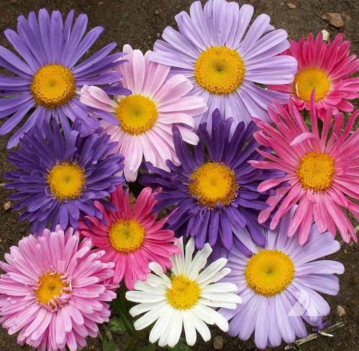 Single Mix China Aster (Callistephus chinensis) | Applewood Seed Co.