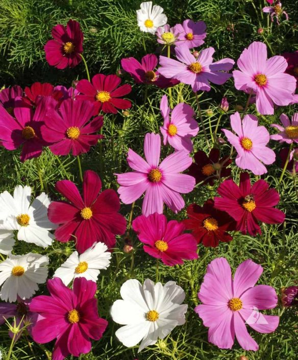 Dwarf Mixed Cosmos (Cosmos bipinnatus) | Applewood Seed Company