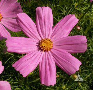 Cosmos Pinkie (Cosmos bipinnatus) | Applewood Seed Company