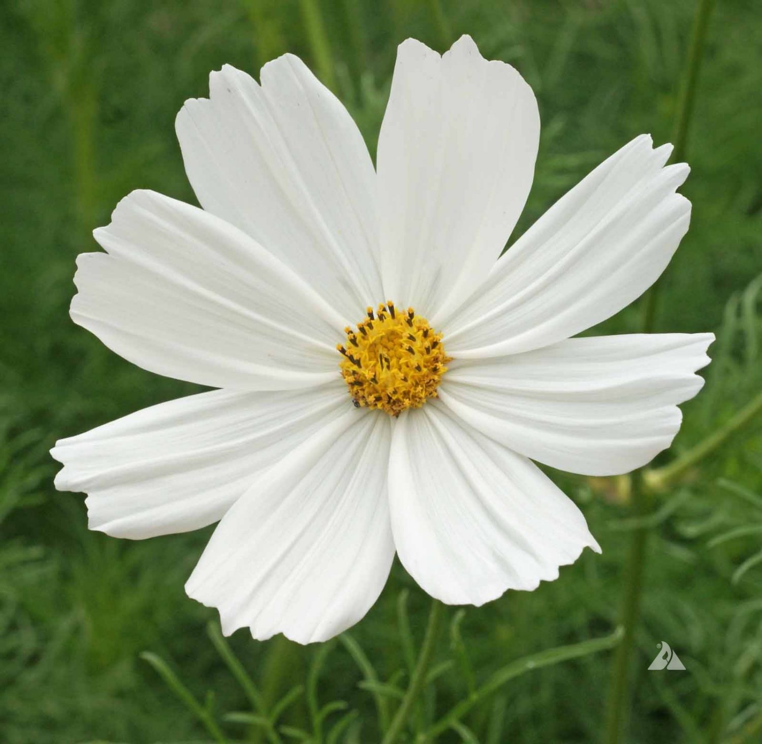 Cosmos Purity (Cosmos bipinnatus) | Applewood Seed Company