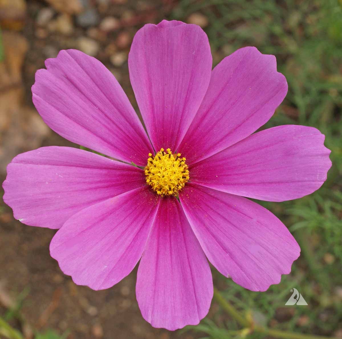 Cosmos Radiance (Cosmos bipinnatus) | Applewood Seed Company