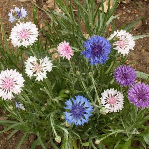 Tall Mixed Cornflower (Centaurea cyanus) | Applewood Seed Company