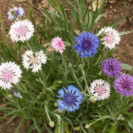 Tall Mixed Cornflower (Centaurea cyanus) | Applewood Seed Company