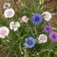 Tall Mixed Cornflower (Centaurea cyanus) | Applewood Seed Company