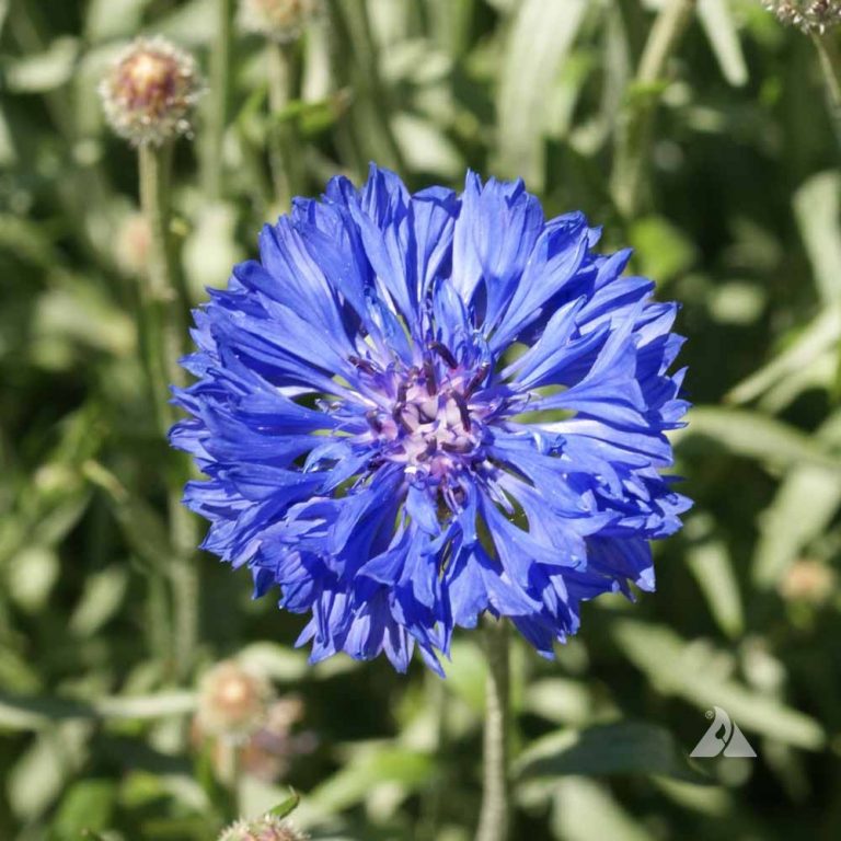 Tall Blue Cornflower (Centaurea cyanus) | Applewood Seed Company