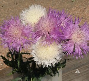 Sweet Sultan Imperialis Mix (Amberboa moschata) | Applewood Seed Co.