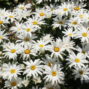 Shasta Silver Princess Daisy(Chrysanthemum maximum)|Applewood Seed