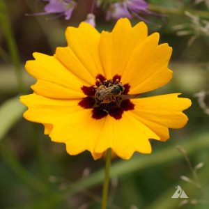 Golden Wave Tickseed (Coreopsis basalis) | Applewood Seed Company