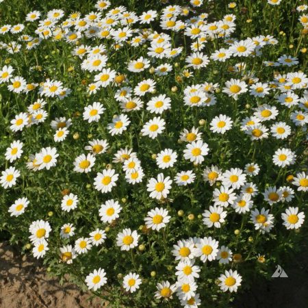 Creeping Daisy (Chrysanthemum paludosum) | Applewood Seed Company