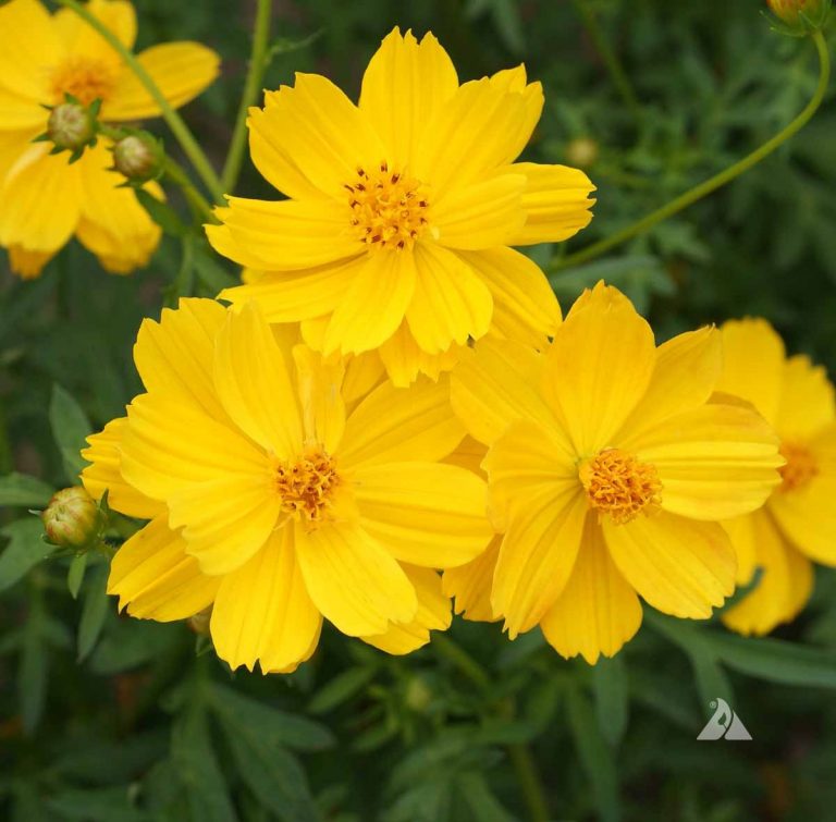 Sulphur Cosmos Bright Lights (Cosmos sulphureus) | Applewood Seed Co