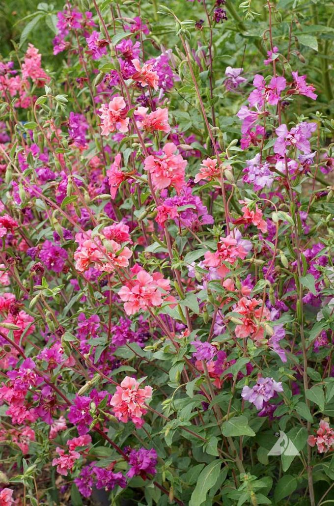 Clarkia (Clarkia unguiculata) | Applewood Seed Company