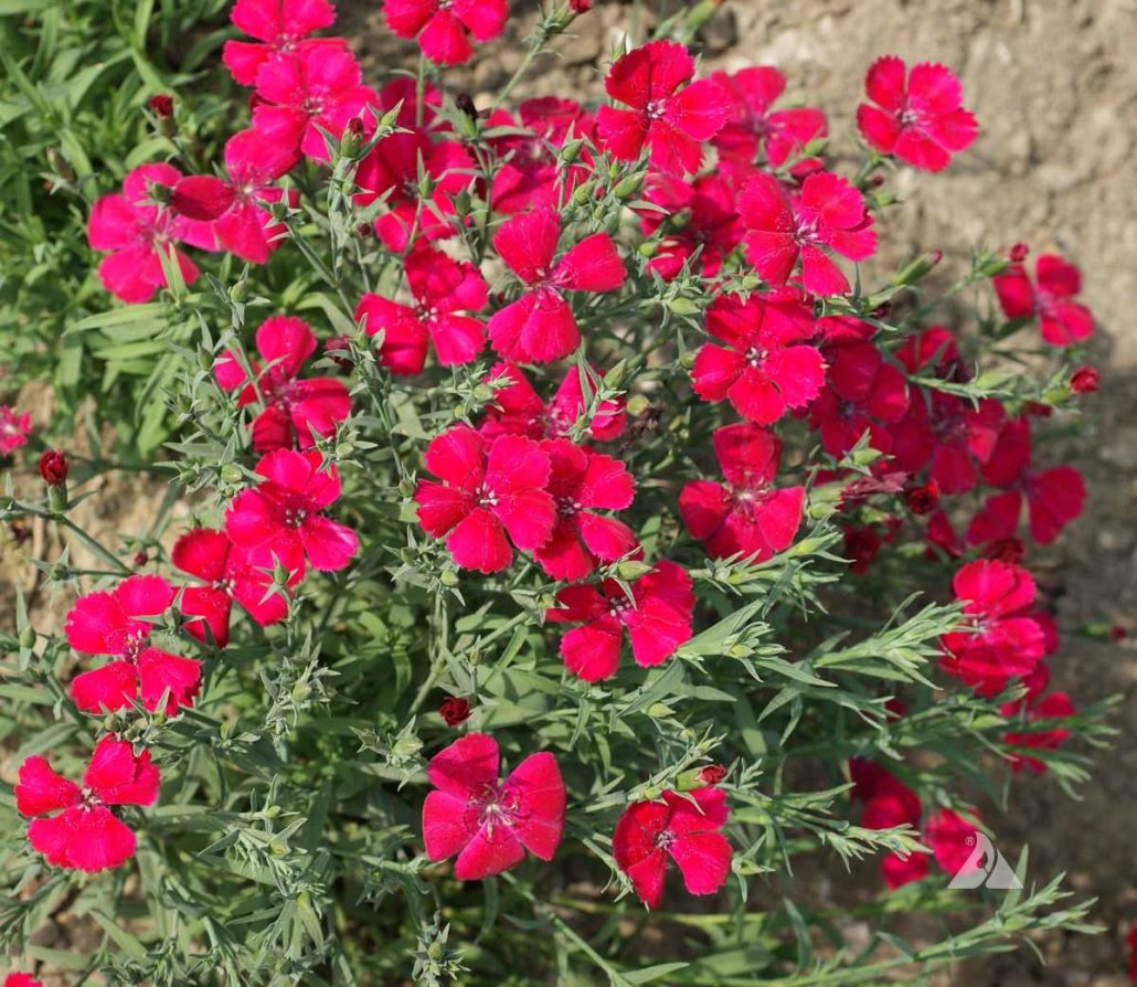 Maiden Pinks Brilliant (Dianthus deltoides) | Applewood Seed Company