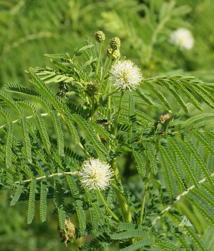 Illinois Bundleflower (Desmanthus illinoensis) | Applewood Seed Company