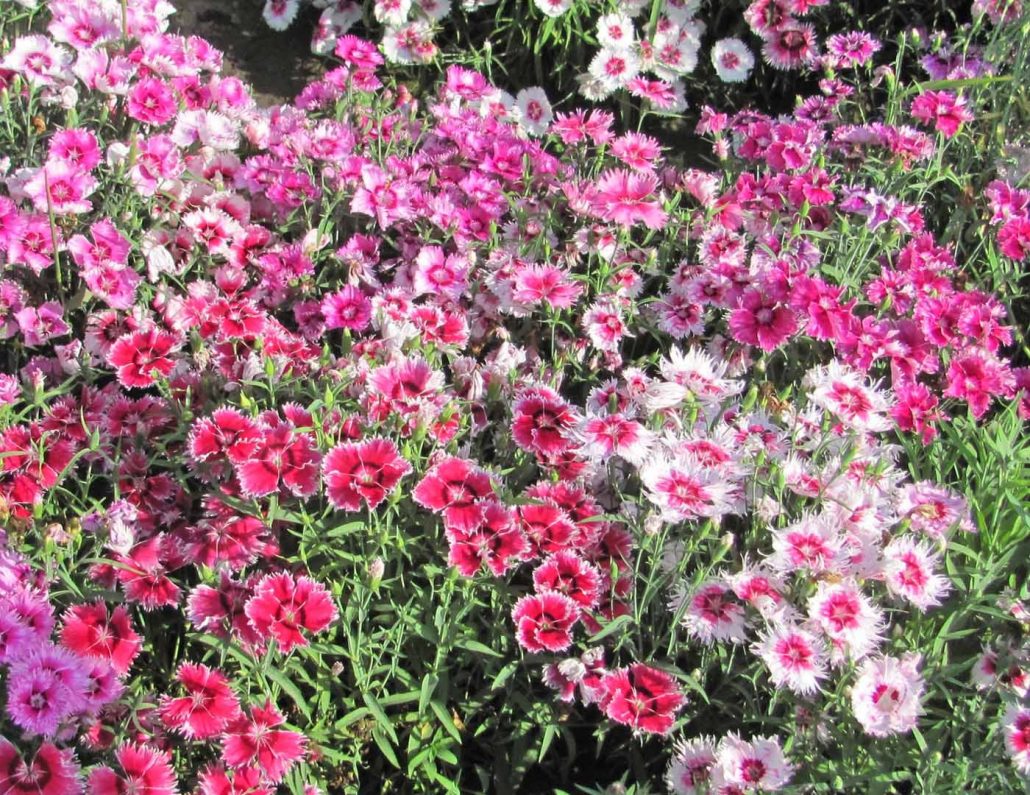 Dianthus Large Flowered Mix (Dianthus hybridus) | Applewood Seed Co.
