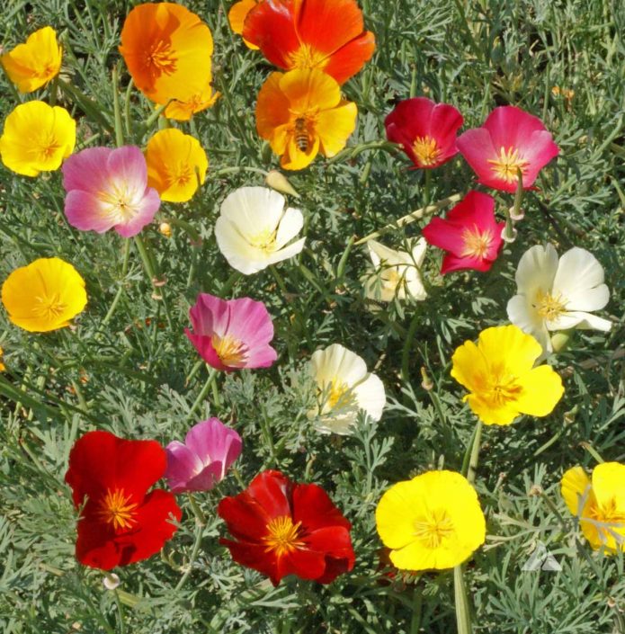 Formula Mix California Poppy (Eschscholzia californica) | Applewood Seed