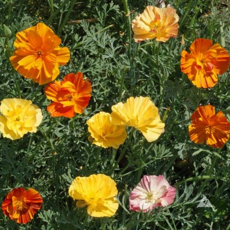 California Poppy Ballerina Mix (Eschscholzia californica) | Applewood Seed
