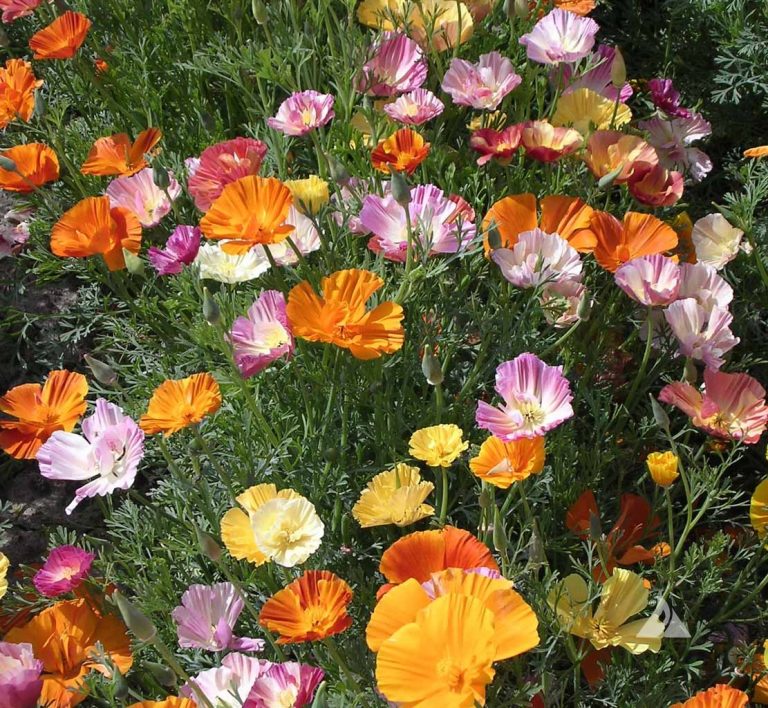 California Poppy Ballerina Mix (Eschscholzia californica) | Applewood Seed