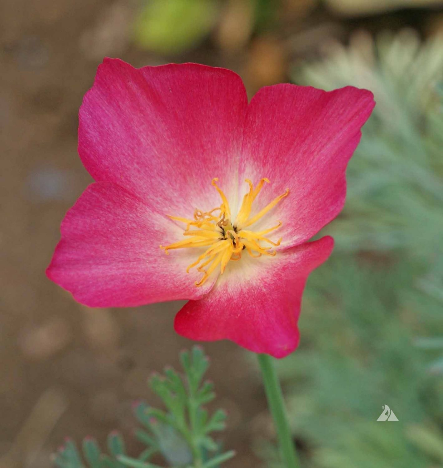 California Poppy Carmine King (Eschscholzia californica)|Applewood Seed