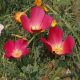 California Poppy Carmine King (Eschscholzia californica)|Applewood Seed