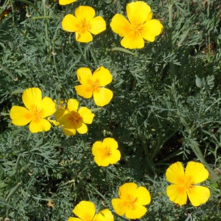 California Poppy Golden West (Eschscholzia californica) | Applewood Seed