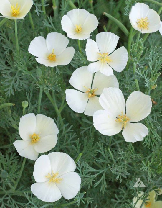 California Poppy Ivory Castle (Eschscholzia californica) | Applewood Seed