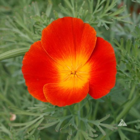 California Poppy Red Chief (Eschscholzia californica) | Applewood Seed