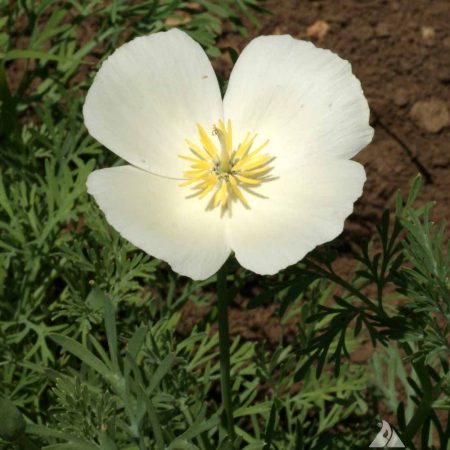 California Poppy White Linen (Eschscholzia californica) | Applewood Seed