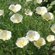 California Poppy White Linen (Eschscholzia californica) | Applewood Seed