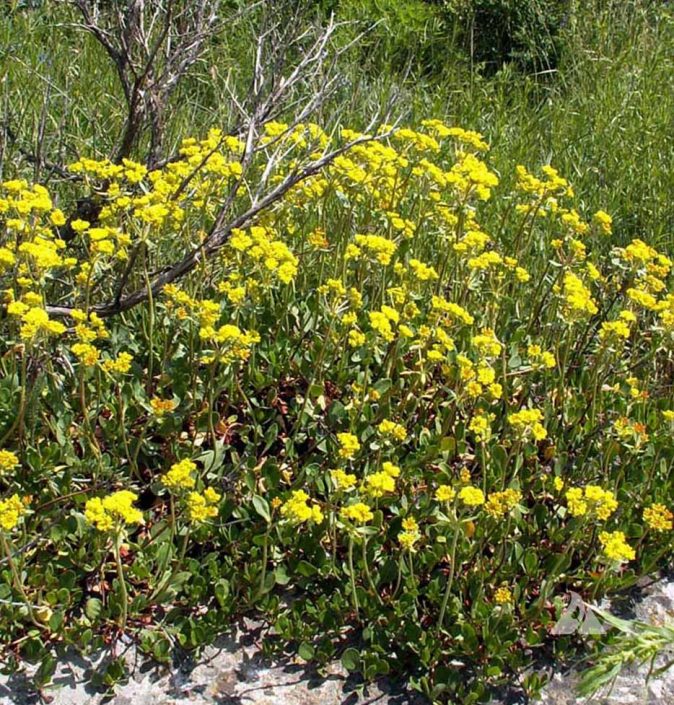 Sulphur Flower (Eriogonum umbellatum) | Applewood Seed Company