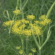 Fennel (Foeniculum vulgare) | Applewood Seed Company