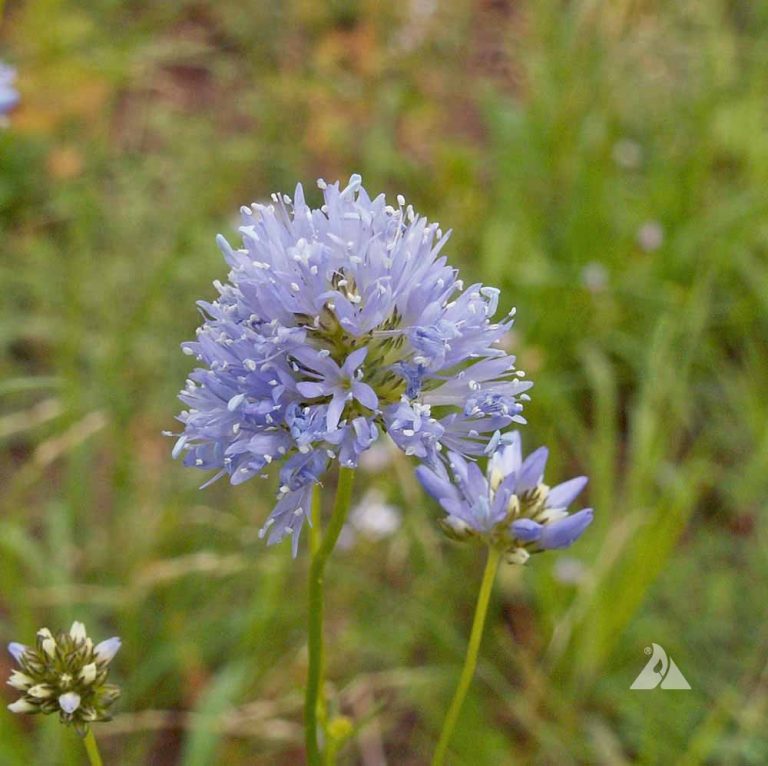 Globe Gilia (Gilia capitata) | Applewood Seed Company