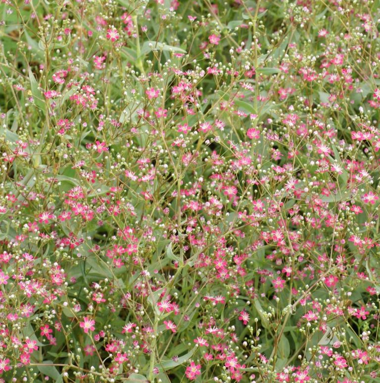 Utah Sweetvetch (Hedysarum boreale) | Applewood Seed Company