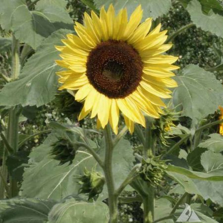 Grey Stripe Sunflower (Helianthus annuus) | Applewood Seed Company