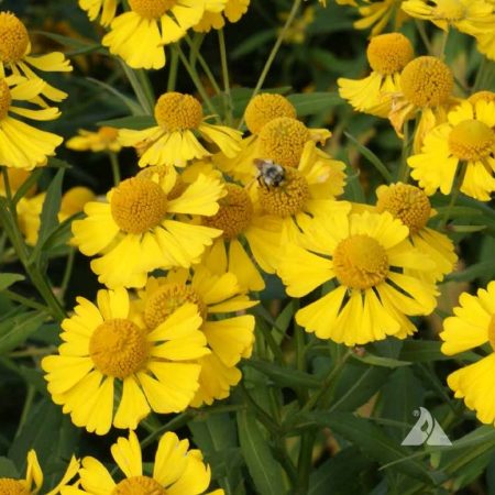 Autumn Sneezeweed (Helenium autumnale) | Applewood Seed Company