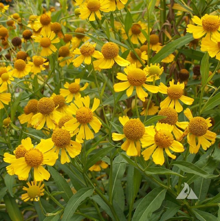 Autumn Sneezeweed (Helenium autumnale) | Applewood Seed Company