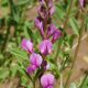 Utah Sweetvetch (Hedysarum boreale) | Applewood Seed Company