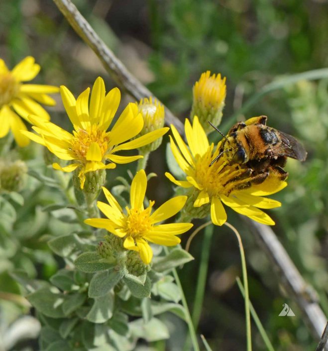 Golden Aster (Heterotheca villosa) | Applewood Seed Company