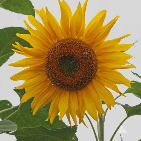 Grey Stripe Sunflower (Helianthus annuus) | Applewood Seed Company