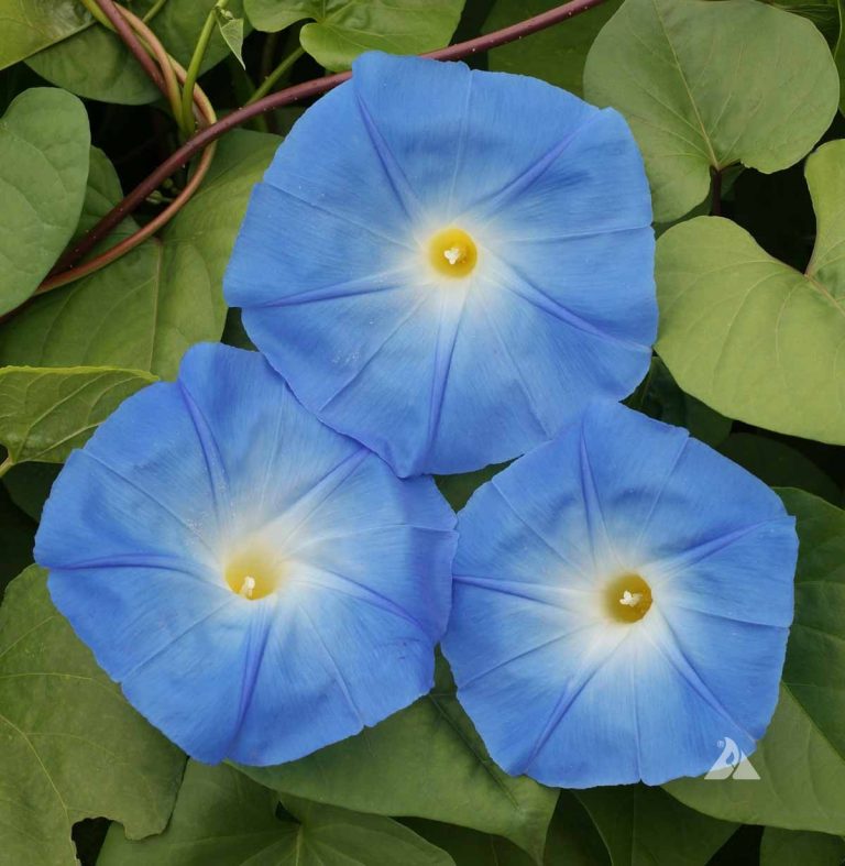 Morning Glory Heavenly Blue (Ipomoea tricolor) | Applewood Seed Co.