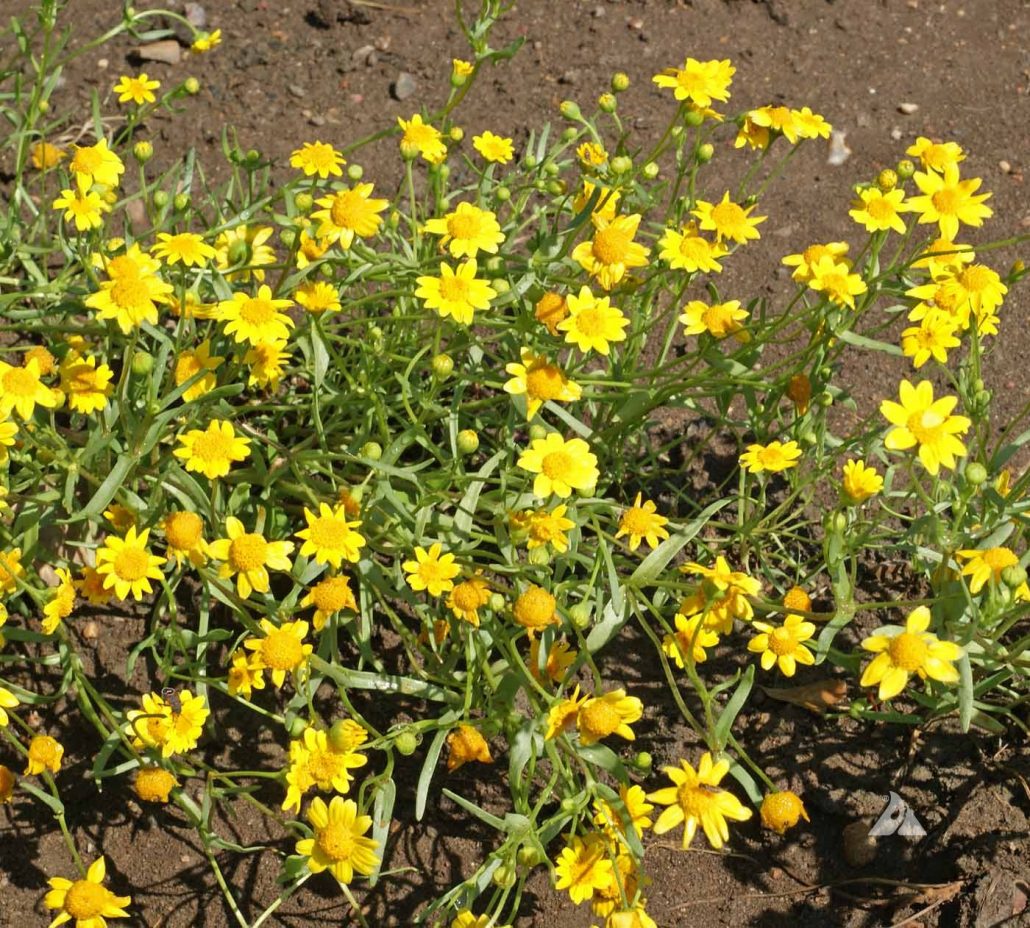 Goldfields (Lasthenia glabrata) | Applewood Seed Company