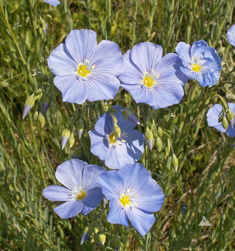 Lewis Flax (Linum lewisii) | Applewood Seed Company