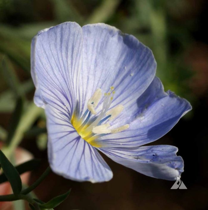 Lewis Flax (Linum lewisii) | Applewood Seed Company