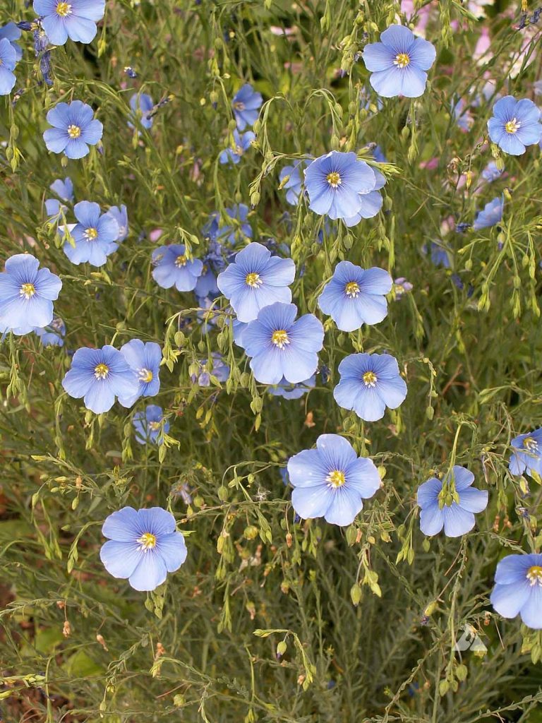 Blue Flax (Linum perenne) | Applewood Seed Company