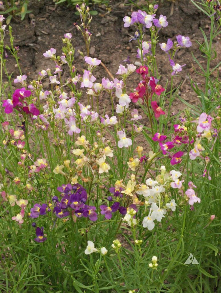 Spurred Snapdragon Northern Lights(Linaria maroccana)|Applewood Seed