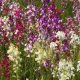 Spurred Snapdragon Northern Lights(Linaria maroccana)|Applewood Seed