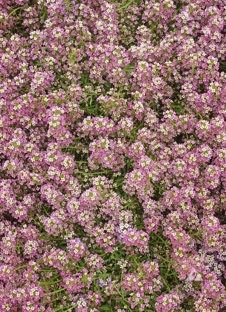 Dwarf Pink Sweet Alyssum (Lobularia maritima) | Applewood Seed Co.